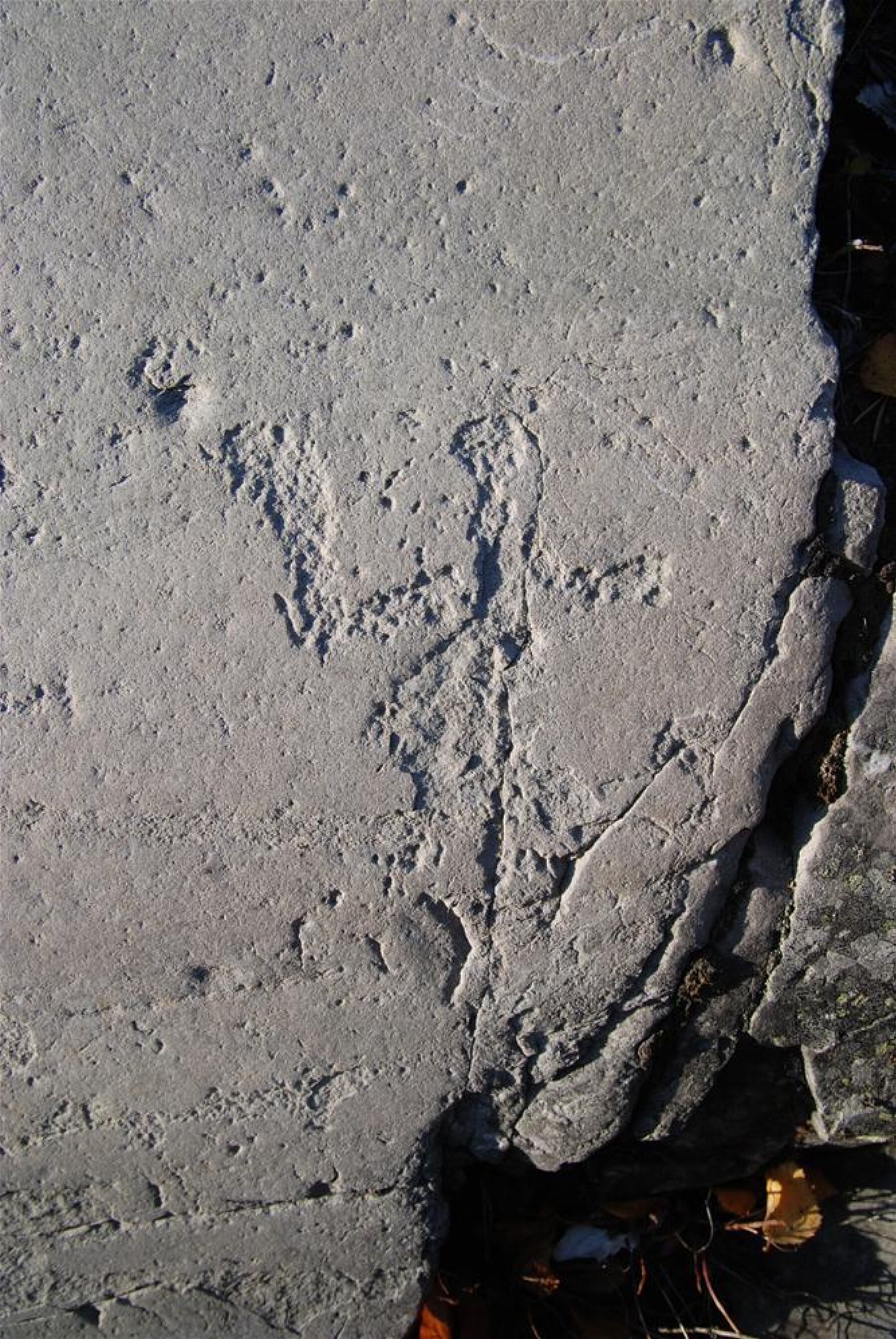 Club-shaped | Alta Museum