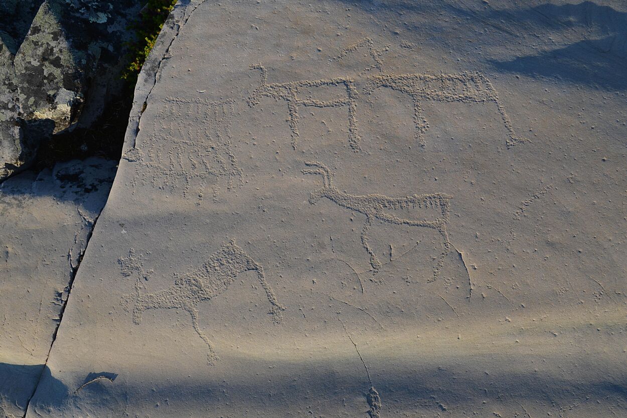 Reindeer track | Alta Museum