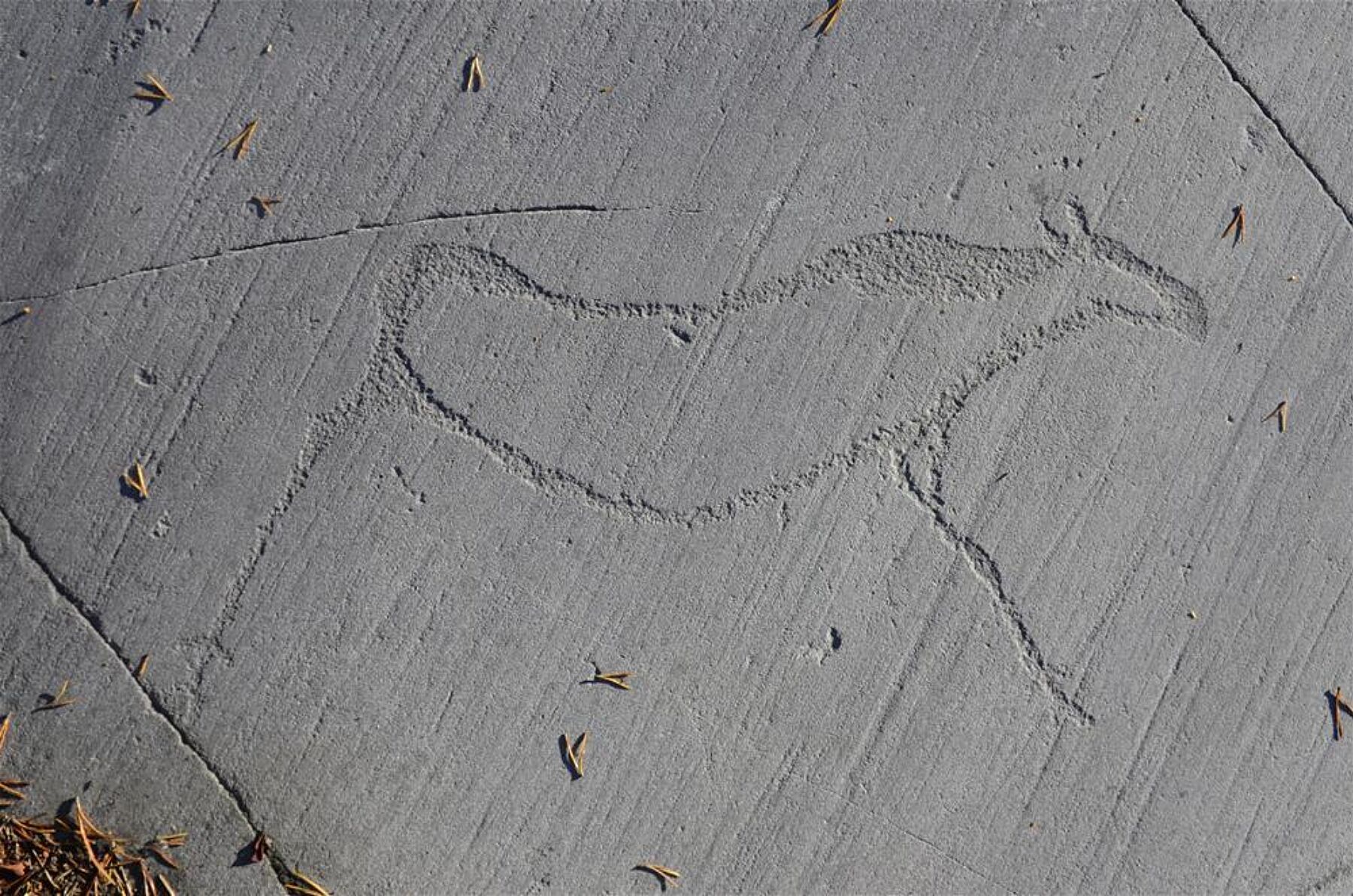 Zoomorphic | Alta Museum